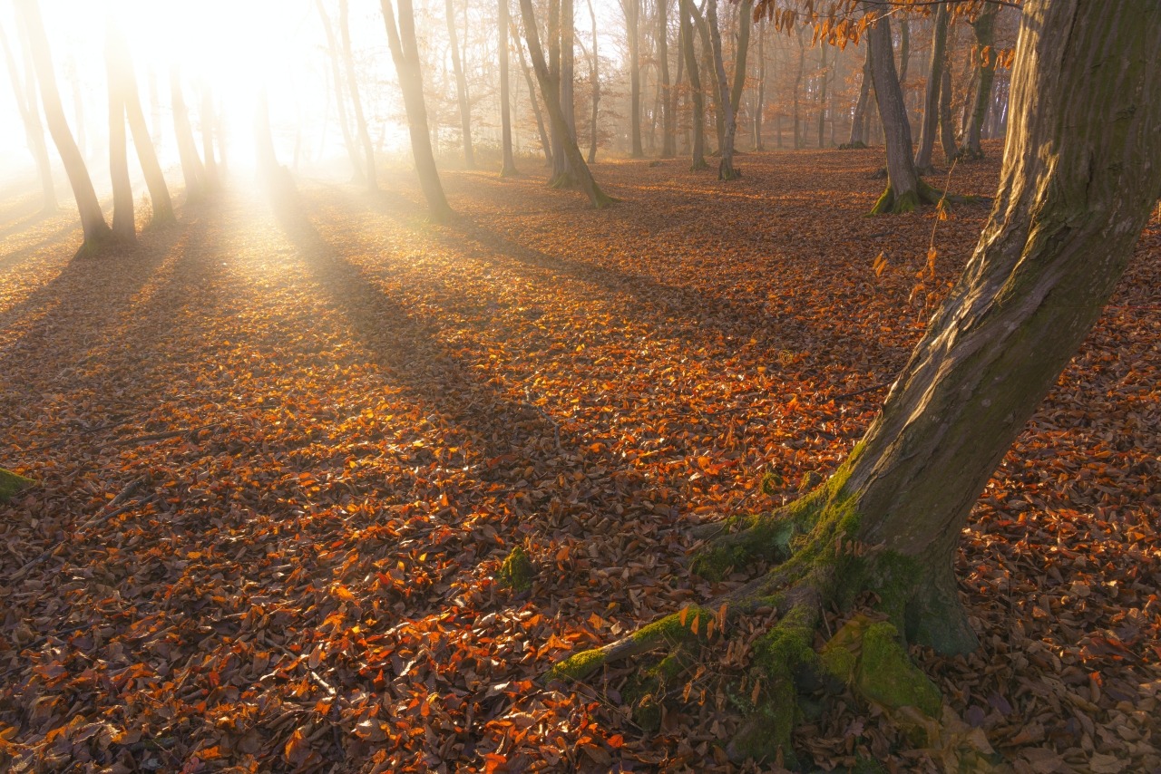 Unveiling the Mystery of Hoia Baciu Forest: Explore Romania with Jacob ...